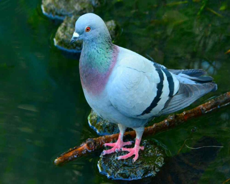 Can Pigeons Swim? Will A Pigeon Die If It Falls On Water?
