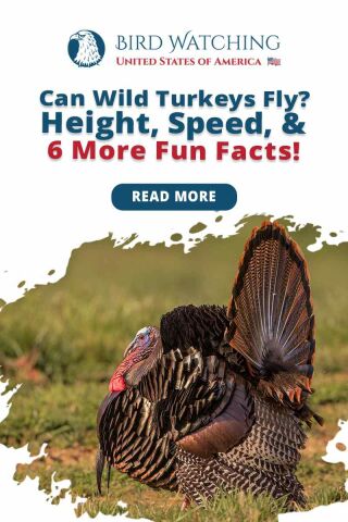 Can Wild Turkeys Fly? Height, Speed, and 6 More Fun Facts!
