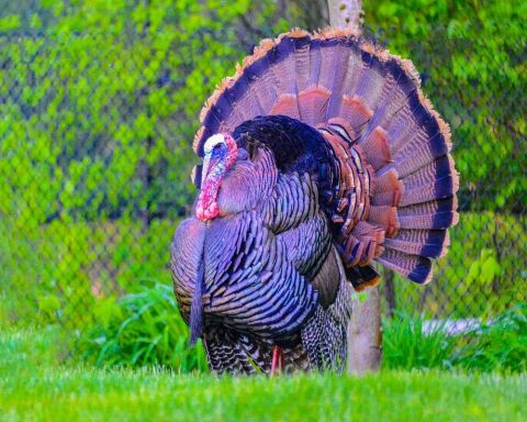 Can Wild Turkeys Fly? Height, Speed, and 6 More Fun Facts!