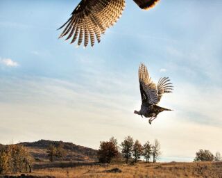 Can Wild Turkeys Fly? Height, Speed, and 6 More Fun Facts!