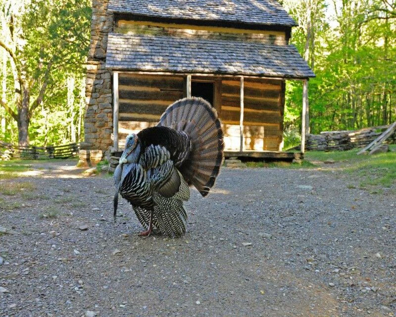 Can Wild Turkeys Fly? Height, Speed, and 6 More Fun Facts!