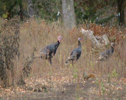 Can Wild Turkeys Fly? Height, Speed, and 6 More Fun Facts!