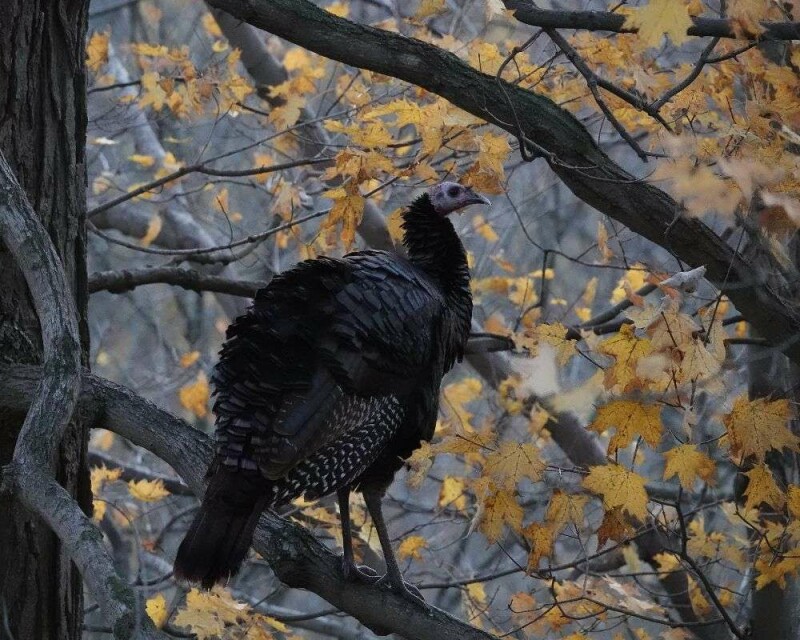 Can Wild Turkeys Fly? Height, Speed, and 6 More Fun Facts!