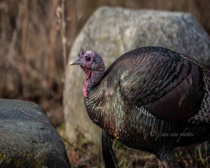 Can Wild Turkeys Fly? Height, Speed, and 6 More Fun Facts!