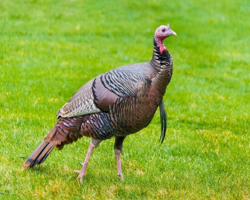Can Wild Turkeys Fly? Height, Speed, and 6 More Fun Facts!