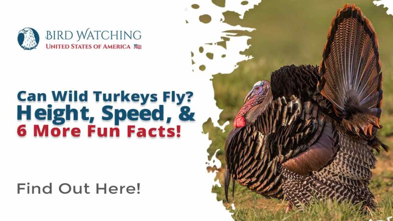 Can Wild Turkeys Fly? Height, Speed, and 6 More Fun Facts!