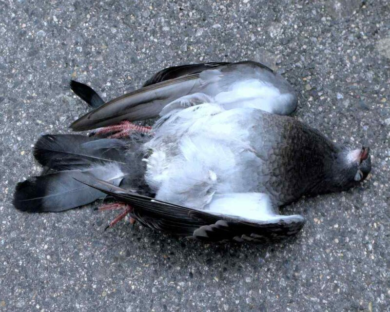 Can you Eat Pigeons? Is it even Legal? Is it Safe?