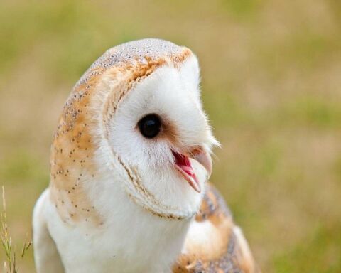 Can You Eat Owls? This Is The Huge Fine You'll Be Facing!