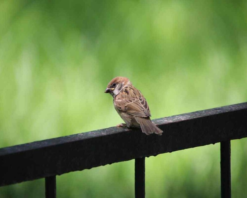 Can You Eat Sparrows? Is it Even Legal?