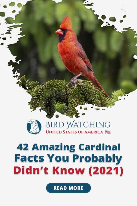 42 Amazing Cardinal Facts You Probably Didn't Know!