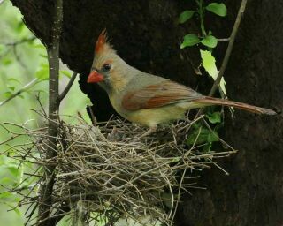 Cardinal Eggs: What They Look Like, When They Hatch, & More!