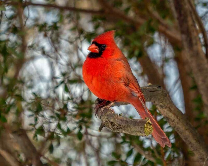 Cardinal Nest: Where to Find Them, What They Look Like, & More!