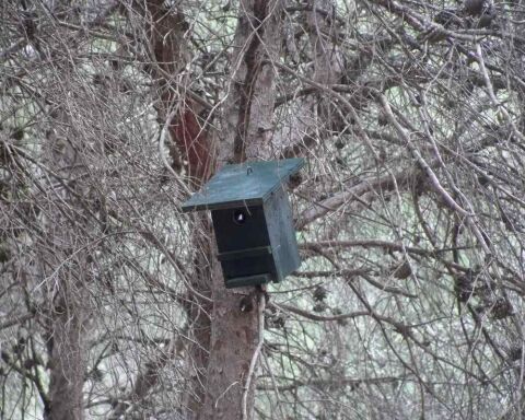Cardinal Nest: Where to Find Them, What They Look Like, & More!