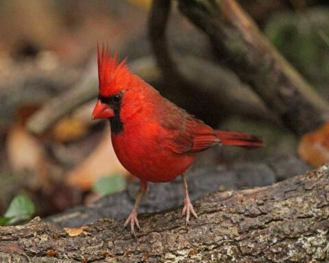 Cardinal Nest: Where to Find Them, What They Look Like, & More!