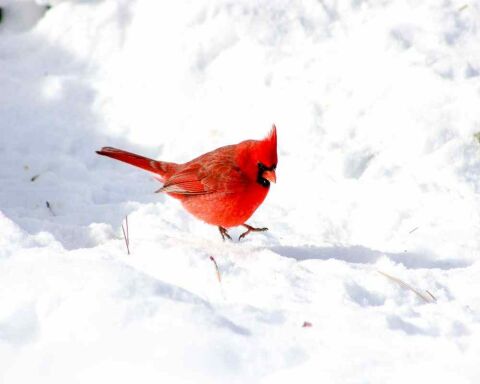 Cardinal Vs Red Bird - 7 Ways to Help You Identify Them!
