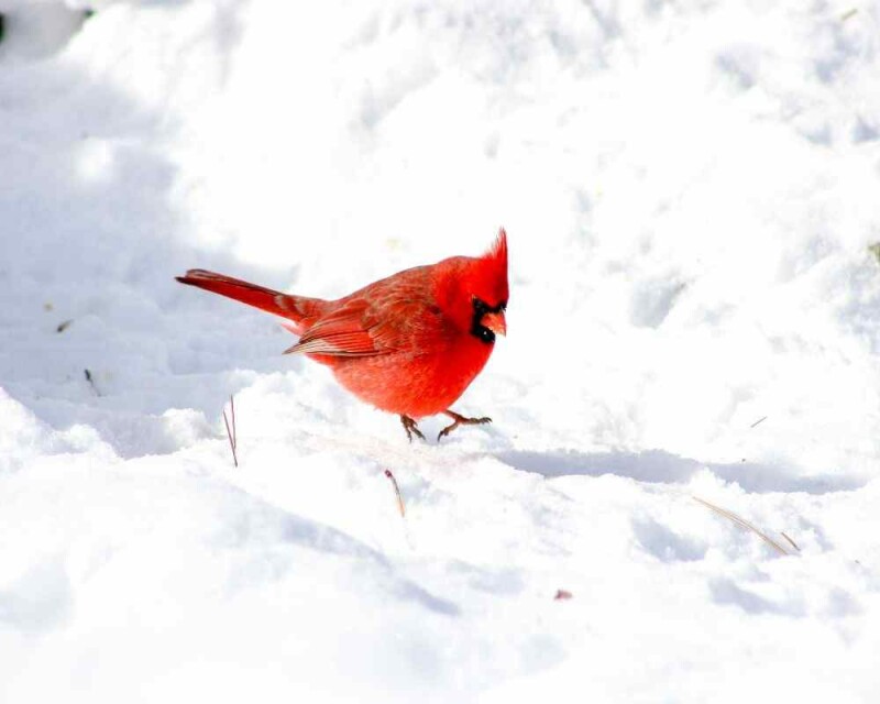 Cardinal Vs Red Bird - 7 Ways to Help You Identify Them!
