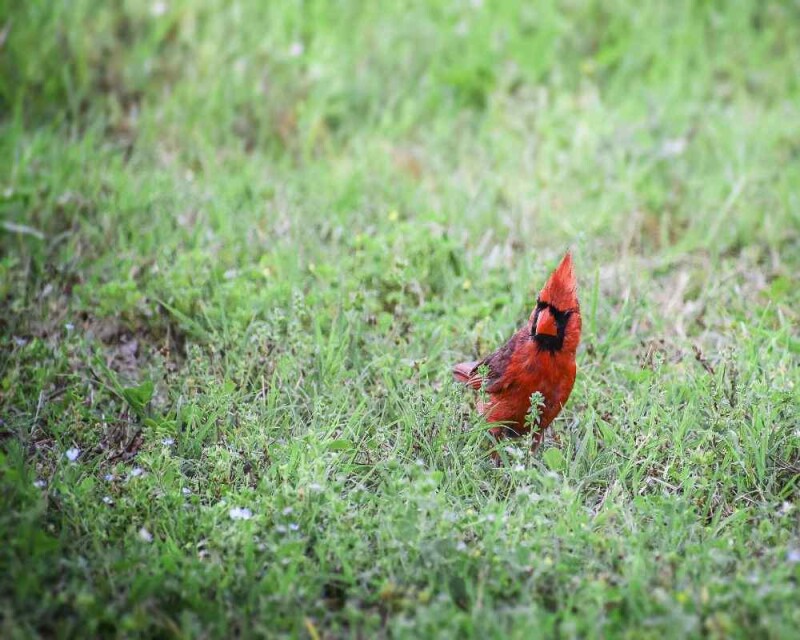 Cardinal Vs Red Bird - 7 Ways to Help You Identify Them!