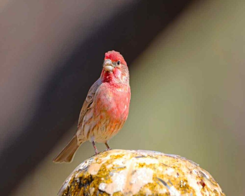 Cardinal Vs Red Bird - 7 Ways to Help You Identify Them!