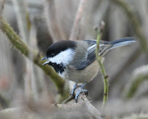 The Cute Bird that Sings "Cheeseburger". Link to Video!