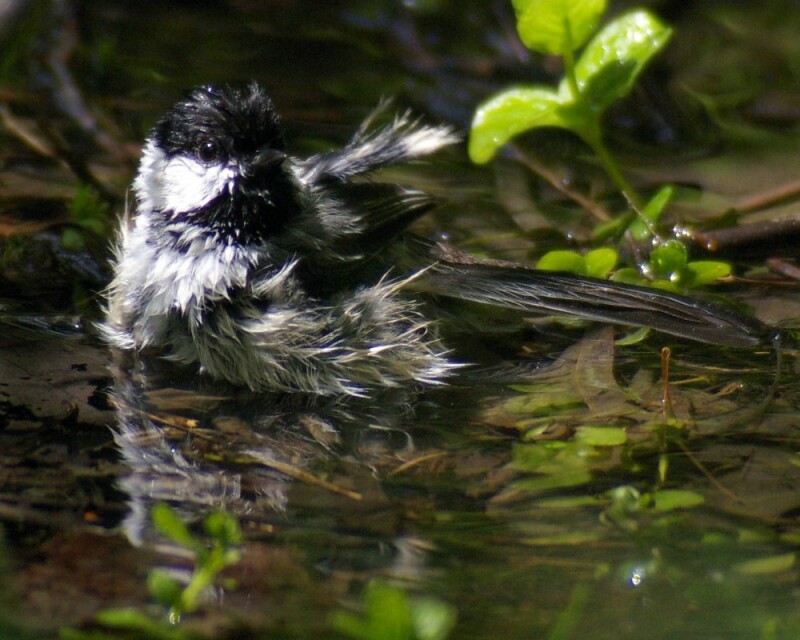 The Cute Bird that Sings "Cheeseburger". Link to Video!