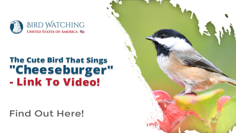 The Cute Bird that Sings "Cheeseburger". Link to Video!