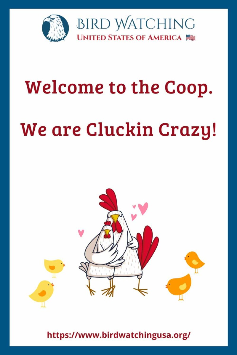 52 Funny Chicken Puns & Pictures to Make You Smile!