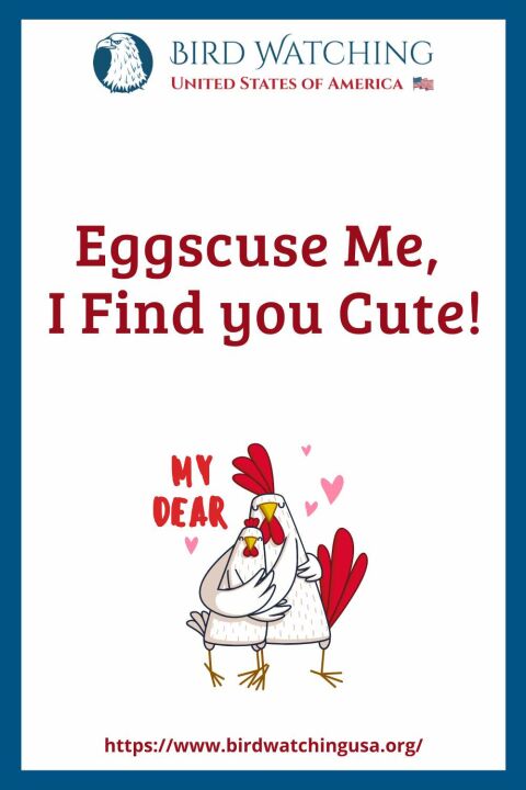 52 Funny Chicken Puns & Pictures to Make You Smile!