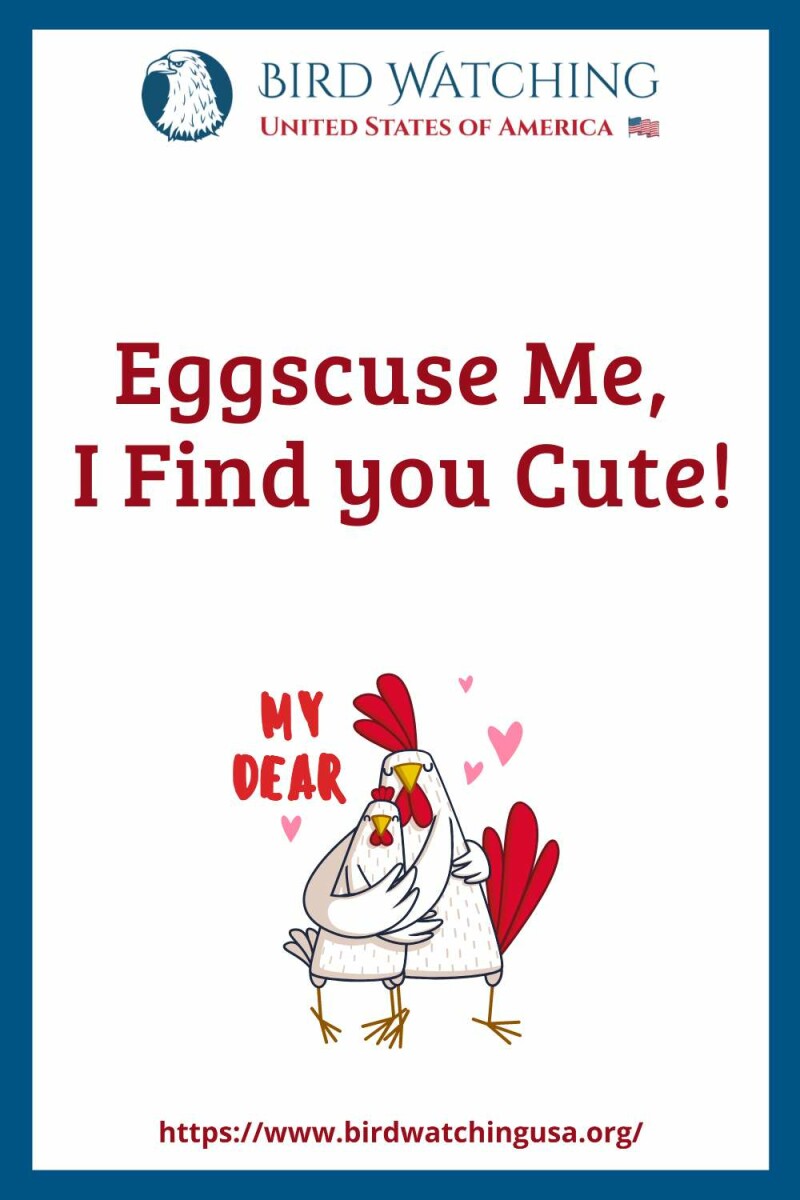 52 Funny Chicken Puns & Pictures to Make You Smile!