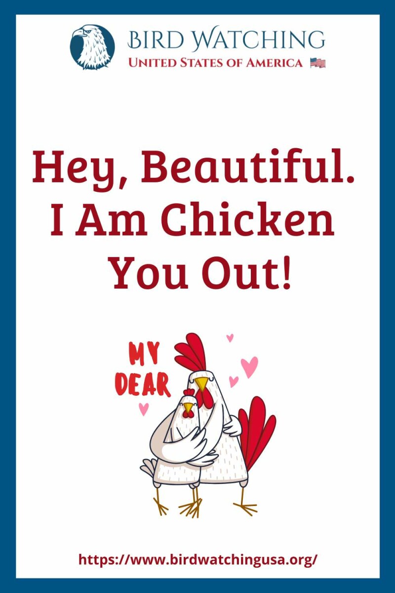52 Funny Chicken Puns & Pictures to Make You Smile!