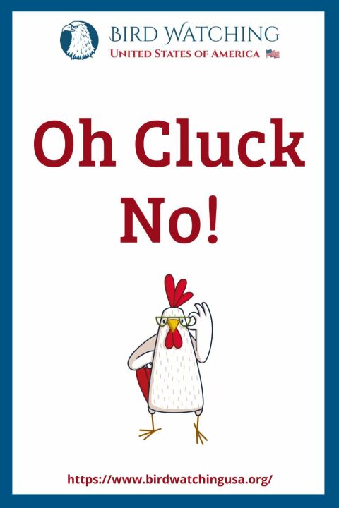 52 Funny Chicken Puns & Pictures to Make You Smile!