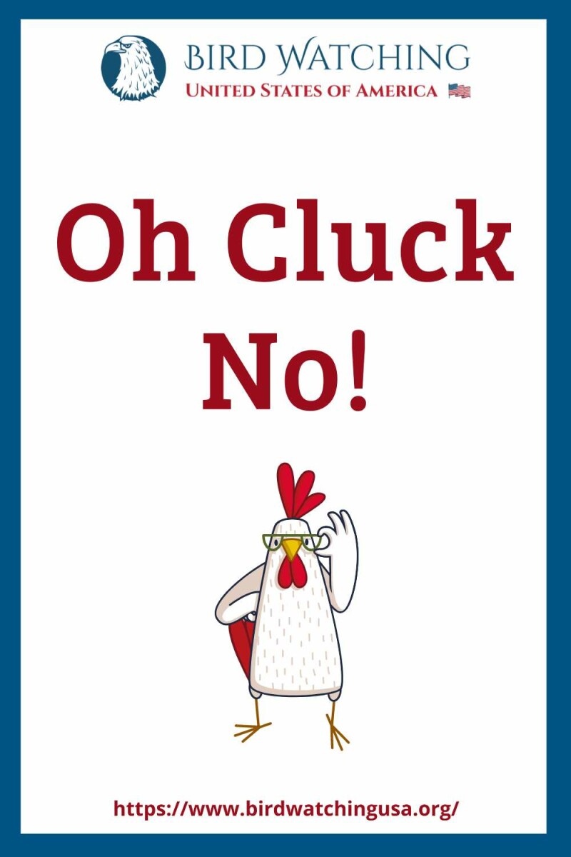 52 Funny Chicken Puns & Pictures to Make You Smile!