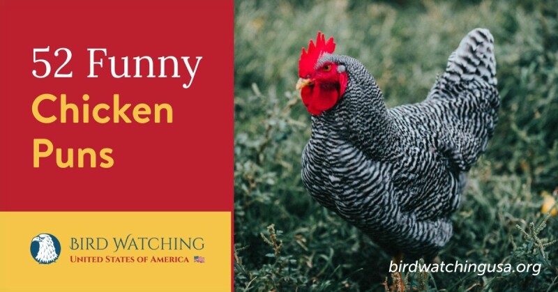 52 Funny Chicken Puns & Pictures to Make You Smile!