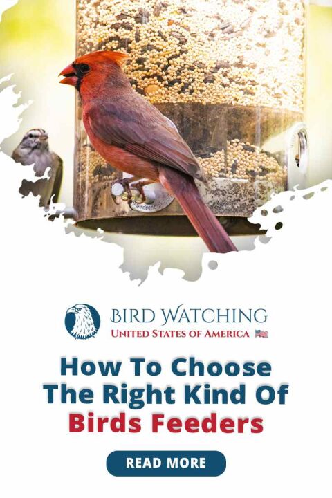 How to Choose the Right Kind of Bird Feeder: Types, Location, Size, etc.