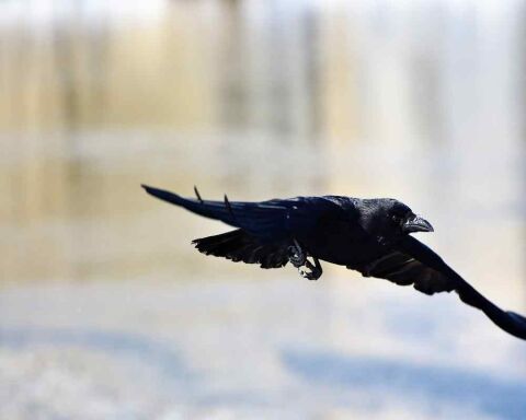 11 Remarkable Facts and FAQs about Crows Flying