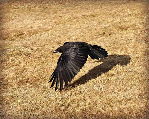 11 Remarkable Facts and FAQs about Crows Flying