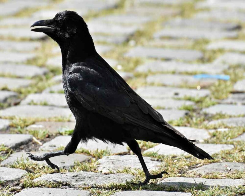 11 Remarkable Facts and FAQs about Crows Flying