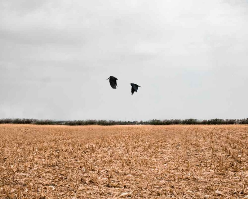 11 Remarkable Facts and FAQs about Crows Flying