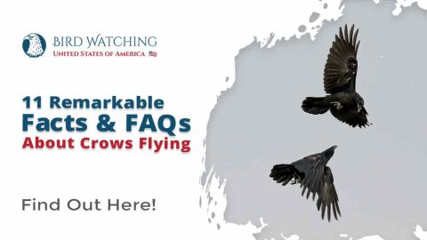 11 Remarkable Facts and FAQs about Crows Flying