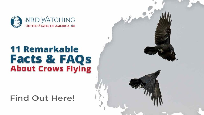 11 Remarkable Facts and FAQs about Crows Flying