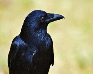 How Long Do Crows Live? Wild Vs. Captivity! Averages And Records
