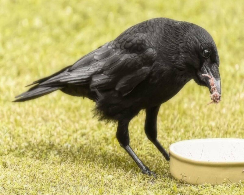 How Long Do Crows Live? Wild Vs. Captivity! Averages And Records