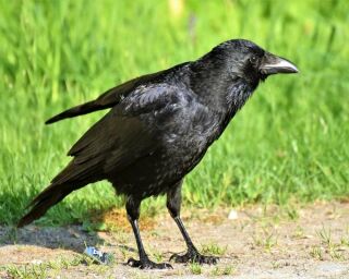 How Long Do Crows Live? Wild Vs. Captivity! Averages And Records