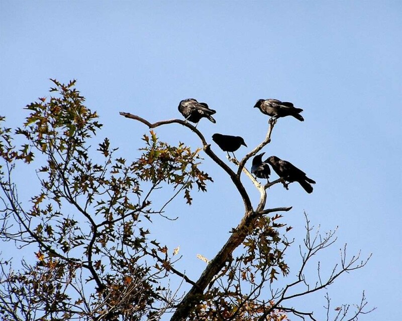 How Long Do Crows Live? Wild Vs. Captivity! Averages And Records
