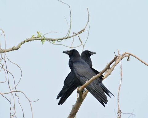 How Long Do Crows Live? Wild Vs. Captivity! Averages And Records