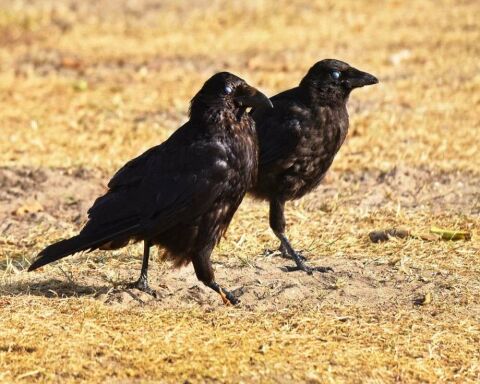 How Long Do Crows Live? Wild Vs. Captivity! Averages And Records