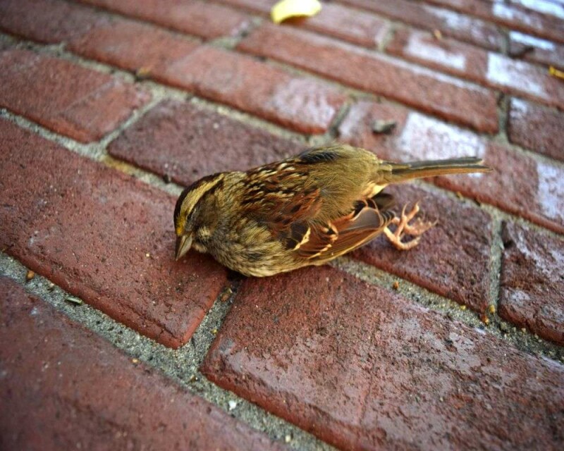 What Does Seeing a Dead Bird Really Mean? It’s Scary!