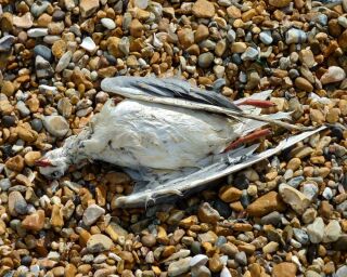What Does Seeing a Dead Bird Really Mean? It’s Scary!