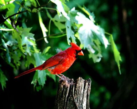 Do Cardinals Migrate? You Won’t Believe It but It’s True!