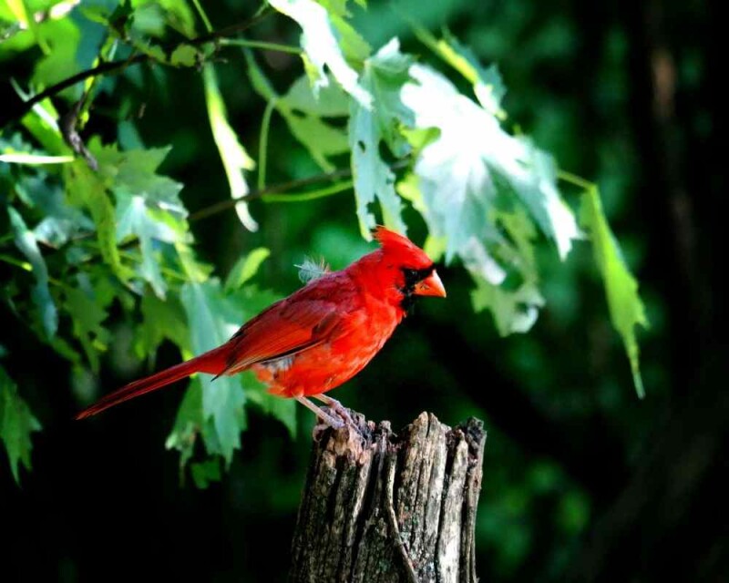 Do Cardinals Migrate? You Won’t Believe It but It’s True!