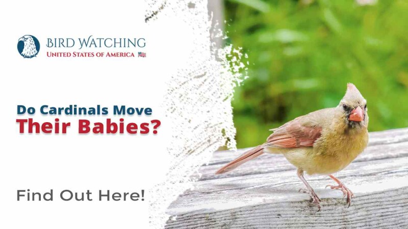 What Eats Cardinals? Full List of 24 Cardinal Predators